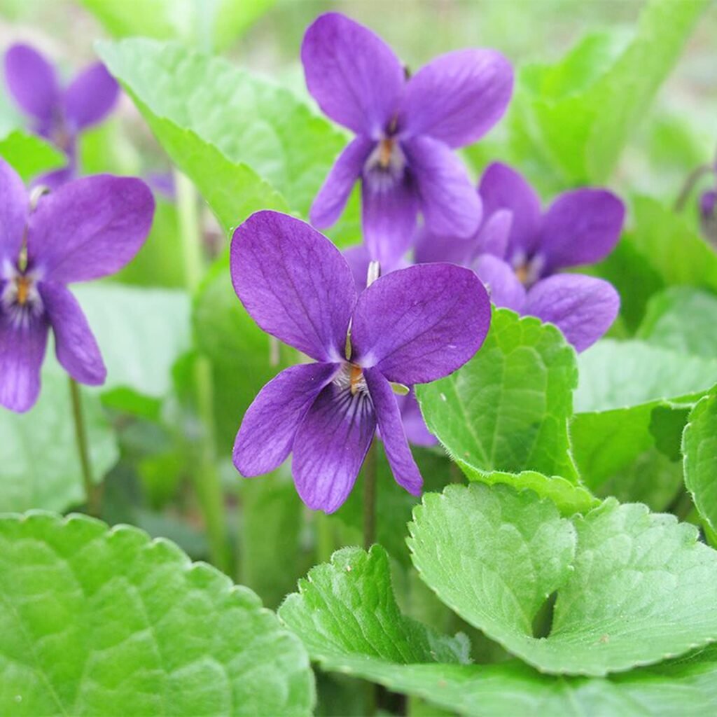 Sweet Violet (Viola odorata) – Seasimua
